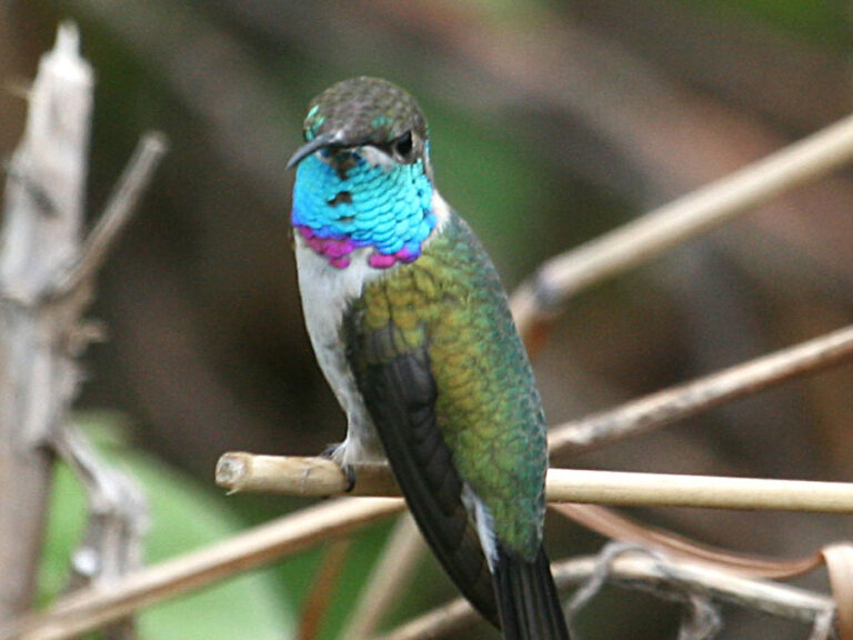 North Peru | Karana Bird Tours