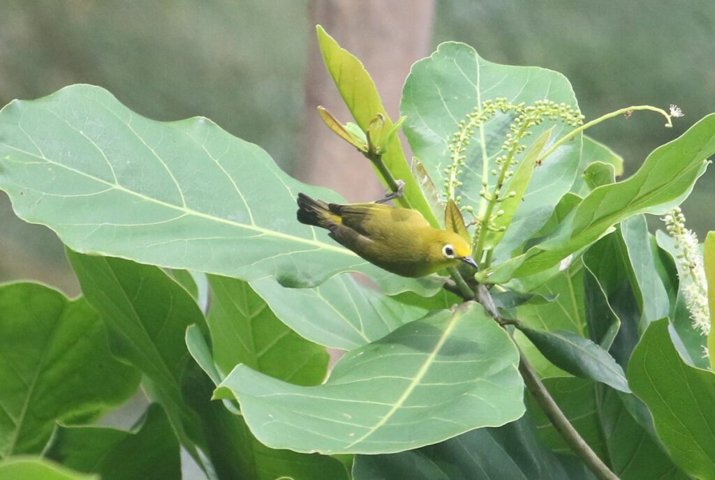 Kalimantan, Borneo | Karana Bird Tours