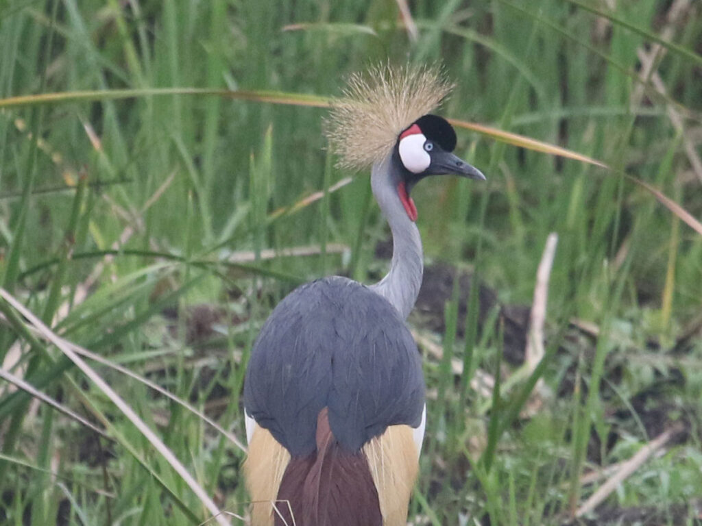 Tours – Karana Bird Tours